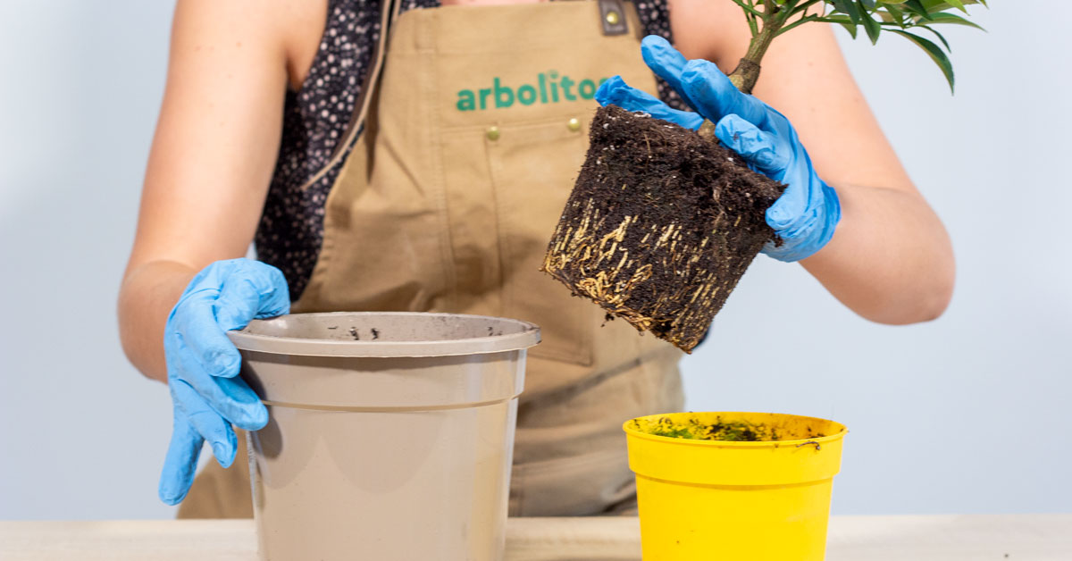 Cómo trasplantar de maceta mi cítrico de interior paso a paso